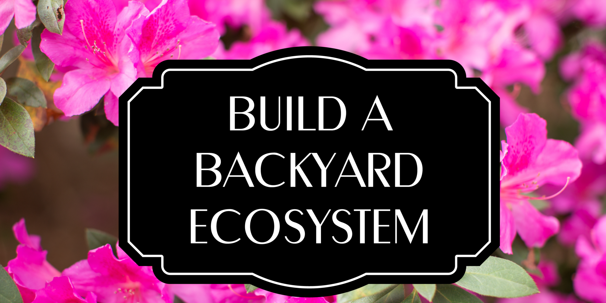 Build a Backyard Ecosystem - Orange County Library System