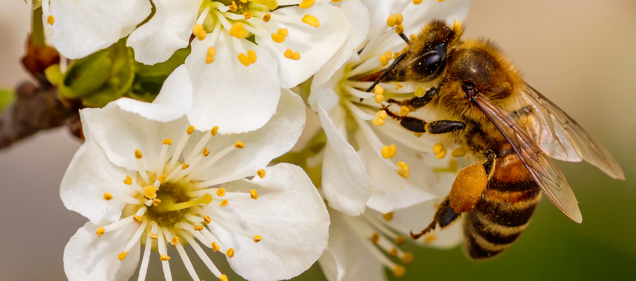 Build a Backyard Ecosystem - Orange County Library System